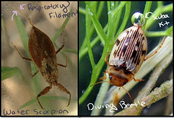 Wait, Insects Breathe!? But How? Part I | Ask an Entomologist