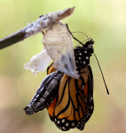 What do Butterflies and Poop Have in Common? They’re Green! | Ask an ...