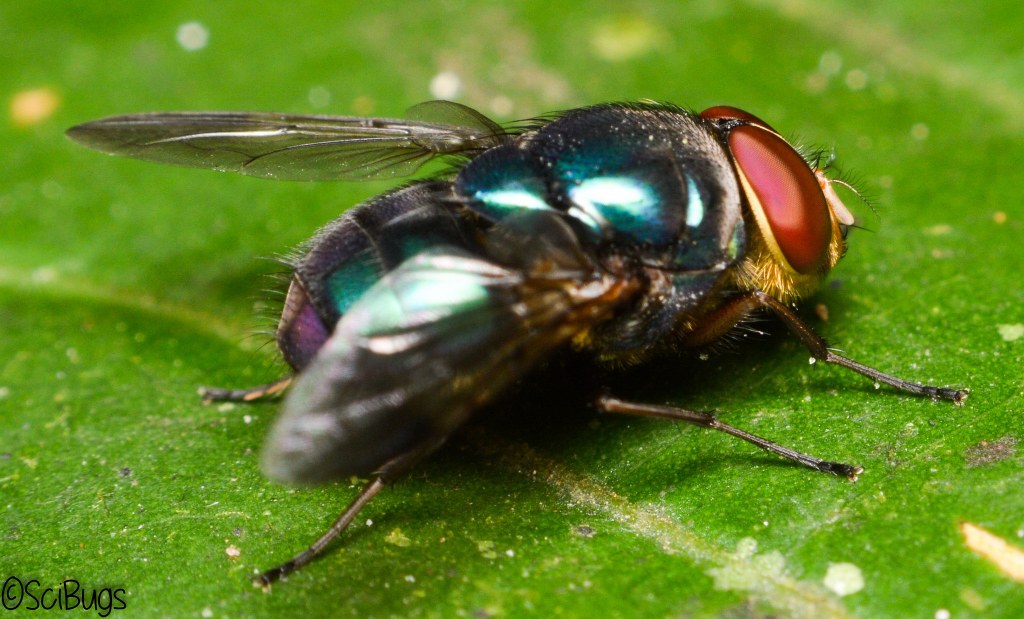 Through the Compound Eye | Ask an Entomologist