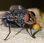 Cough it Up – Fly Vomit | Ask an Entomologist