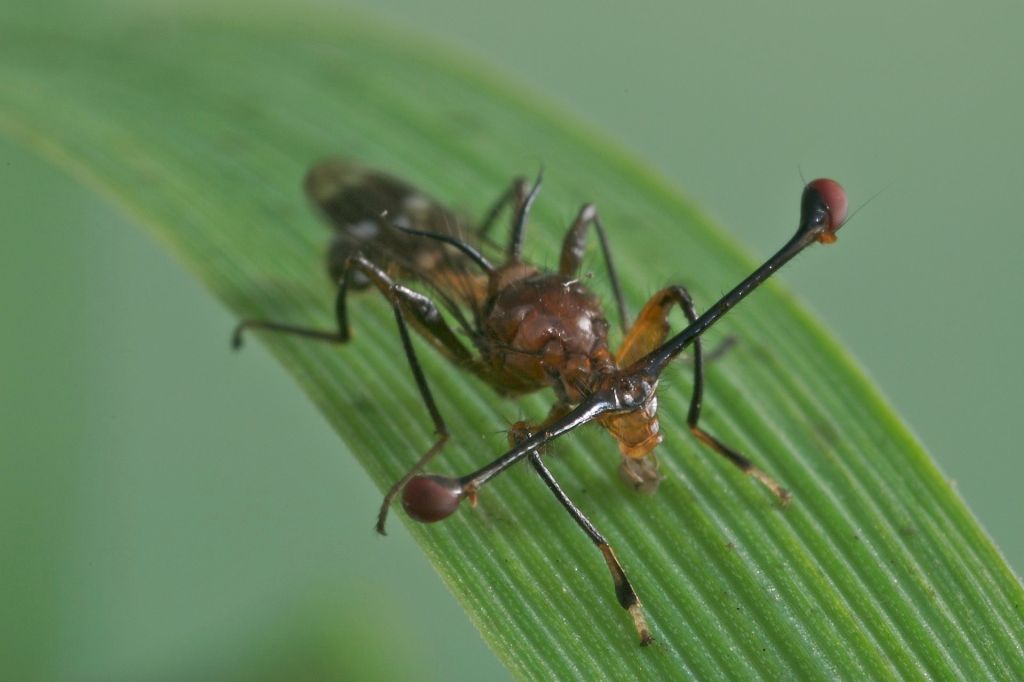 Through the Compound Eye | Ask an Entomologist
