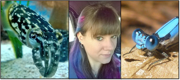 Through the Compound Eye | Ask an Entomologist
