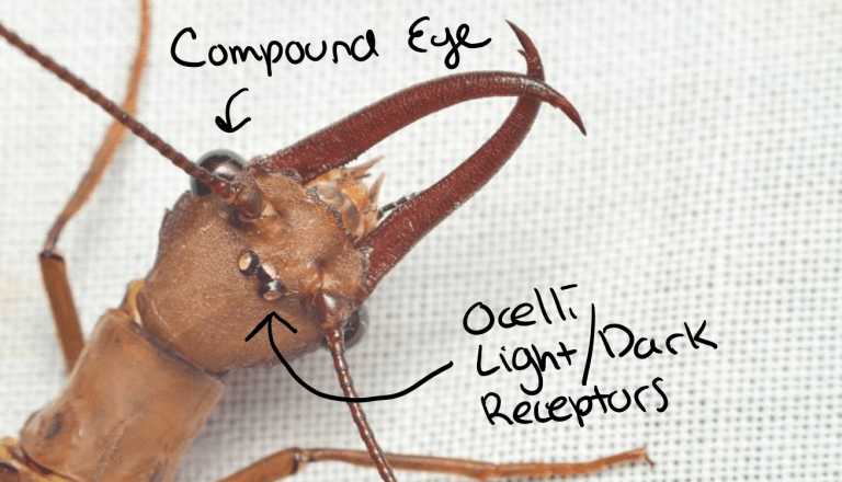 Through the Compound Eye | Ask an Entomologist