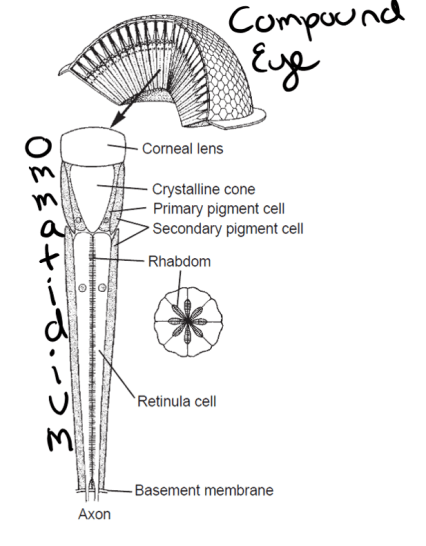 Through the Compound Eye | Ask an Entomologist