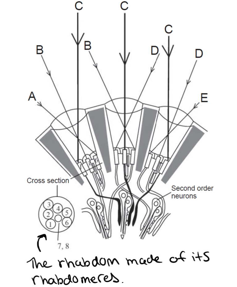 Through the Compound Eye | Ask an Entomologist