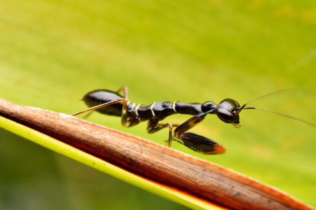 The Last of the March Mantids: High School Steroptypes! | Ask an ...