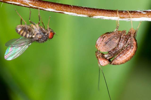 The Last of the March Mantids: High School Steroptypes! | Ask an ...