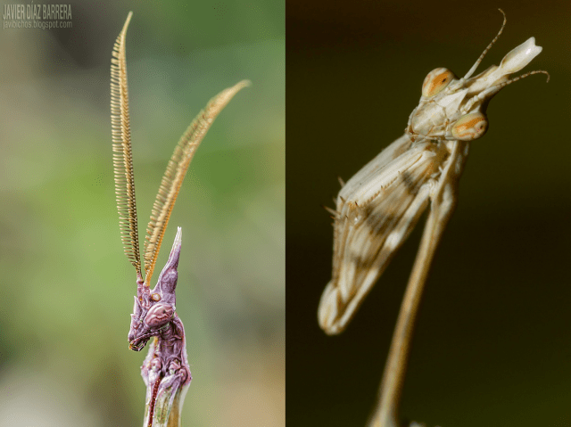 The Last of the March Mantids: High School Steroptypes! | Ask an ...