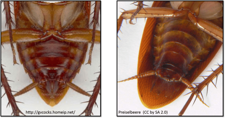 Unlikely Sisters – Roaches and Mantises | Ask an Entomologist