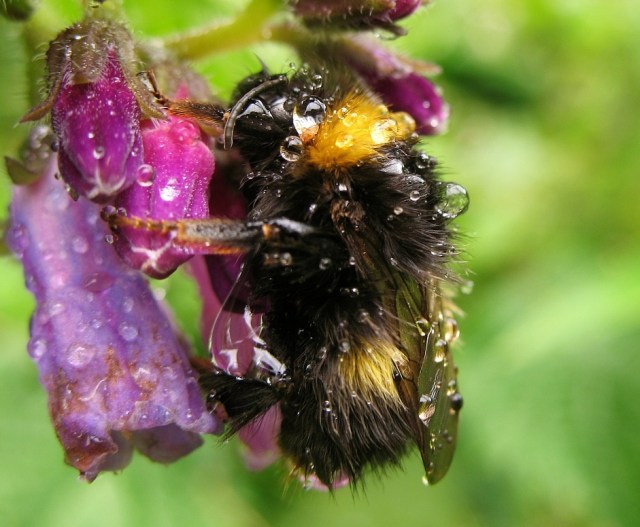What Do Bugs Do When It Rains? | Ask an Entomologist