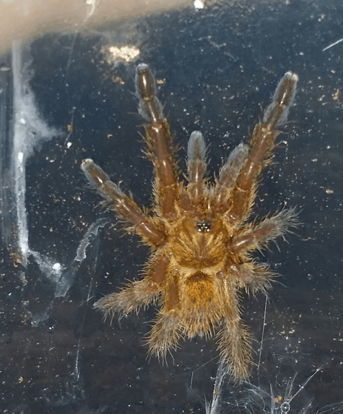 When a Spider Loses a Leg, Does Its Whole Hydraulic System Lose ...