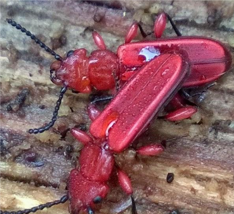 What Do Bugs Do When It Rains? | Ask an Entomologist