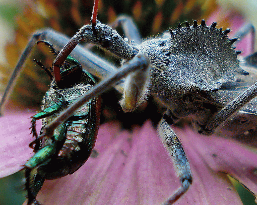 Can Bugs Spit, Puke, or Do Both? | Ask an Entomologist