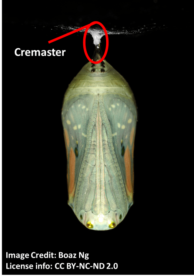 How do I relocate insects and spiders? | Ask an Entomologist