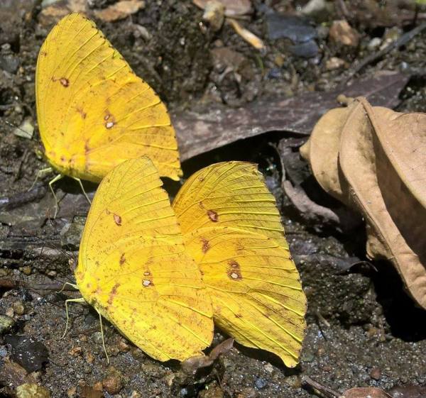 Why Do Butterflies Eat Dirt, Poop, and Dead Things? | Ask an Entomologist