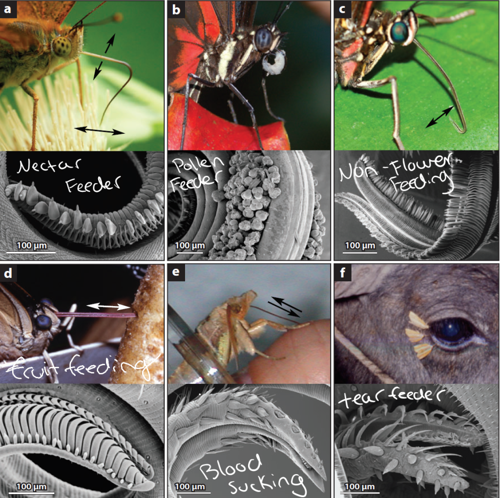 Why Do Butterflies Eat Dirt, Poop, and Dead Things? | Ask an Entomologist