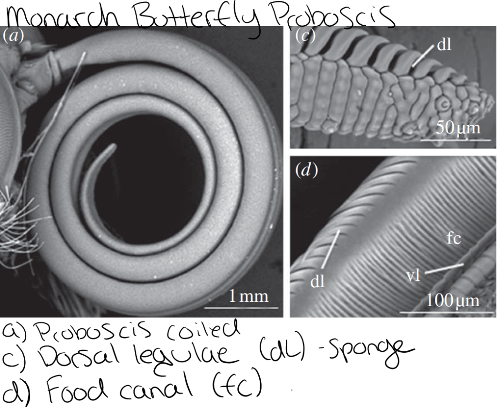 Why Do Butterflies Eat Dirt, Poop, and Dead Things? | Ask an Entomologist