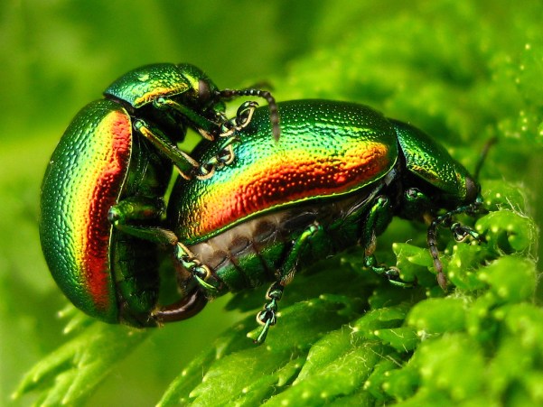 Hooks, Graspers, Spikes, and Stalkers … Oh My! How [Some] Insects Have ...