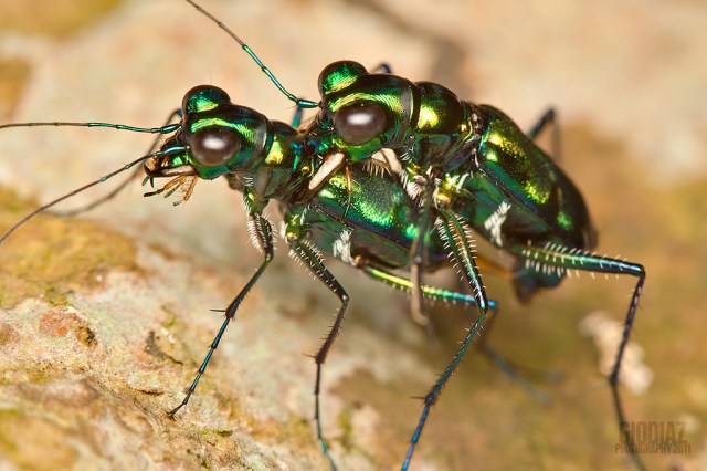 Hooks, Graspers, Spikes, and Stalkers … Oh My! How [Some] Insects Have ...