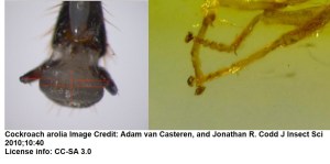 Update to previous post: Unlikely Sisters | Ask an Entomologist