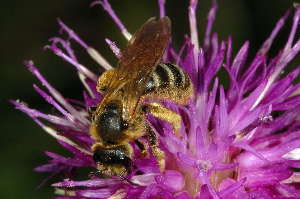 What happens when two queen bees meet? | Ask an Entomologist