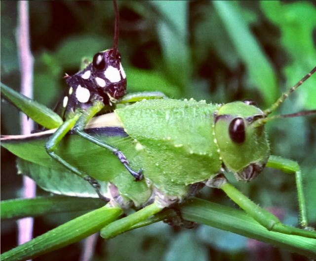 Hooks, Graspers, Spikes, and Stalkers … Oh My! How [Some] Insects Have ...