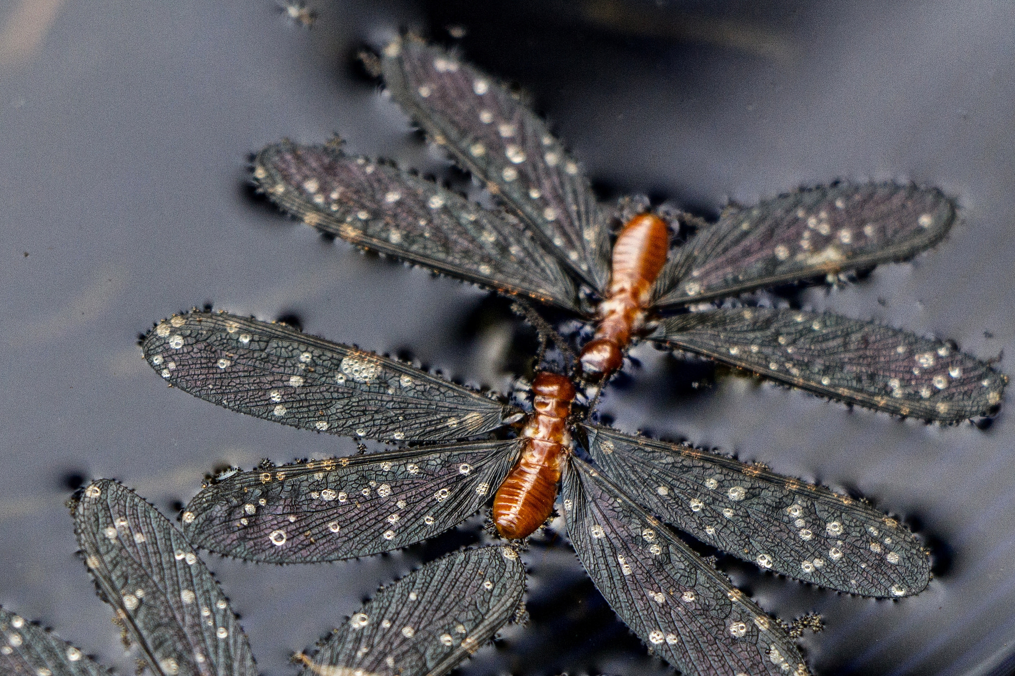 Do insects get trapped in water drops? Why aren’t they constantly ...