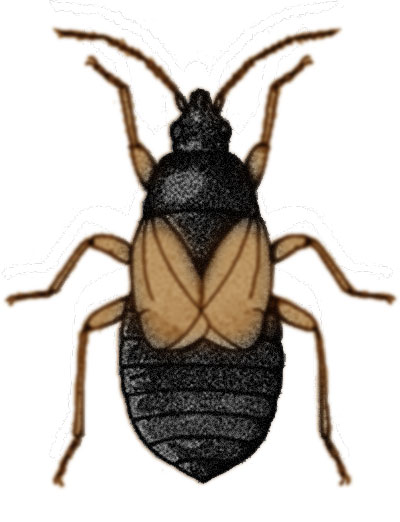 Hooks, Graspers, Spikes, and Stalkers … Oh My! How [Some] Insects Have ...