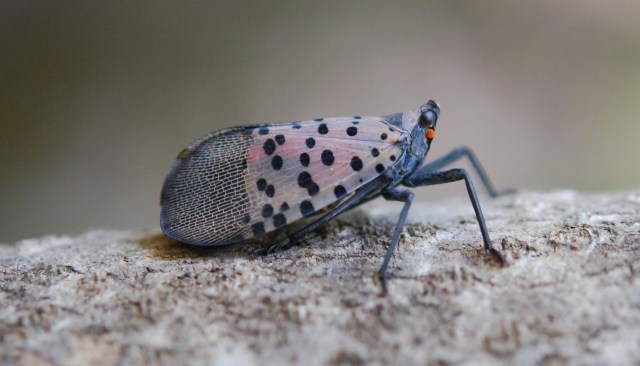 Why do some insects pee sugar? | Ask an Entomologist