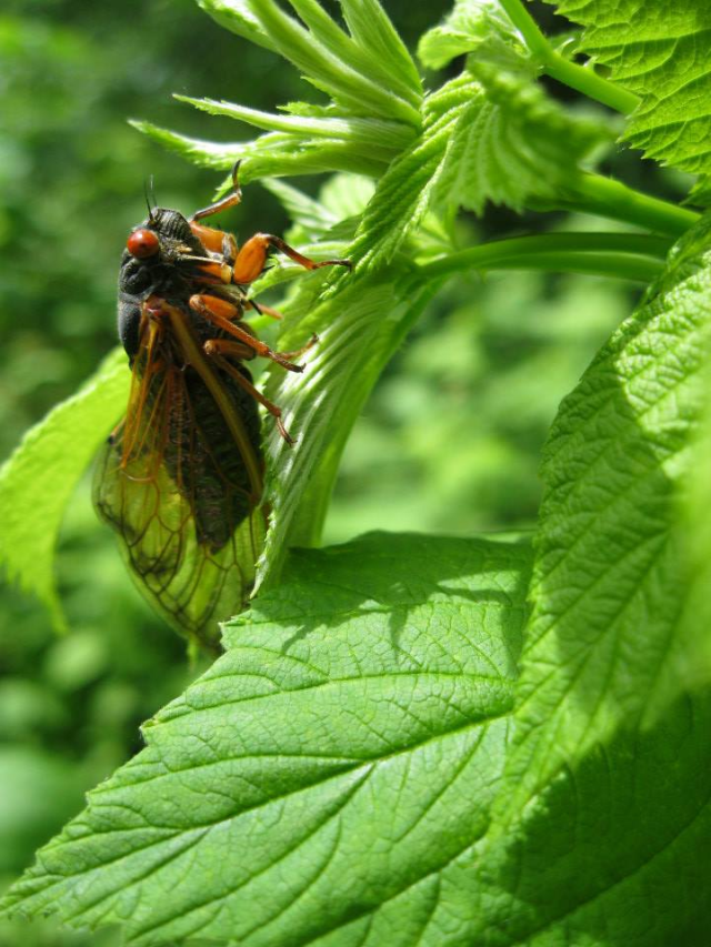 How long have cicadas been around? | Ask an Entomologist
