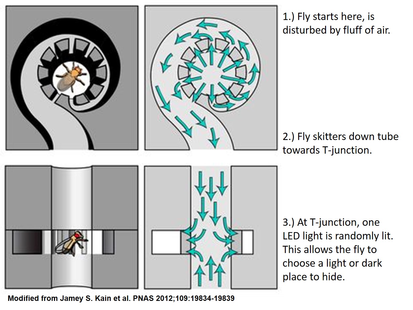 Do insects have personalities? | Ask an Entomologist
