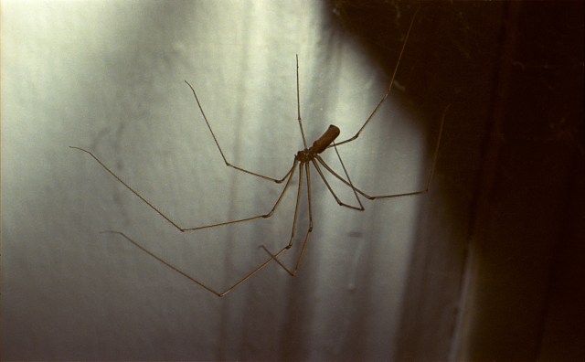 Can Spiders Learn From Each Other? | Ask an Entomologist