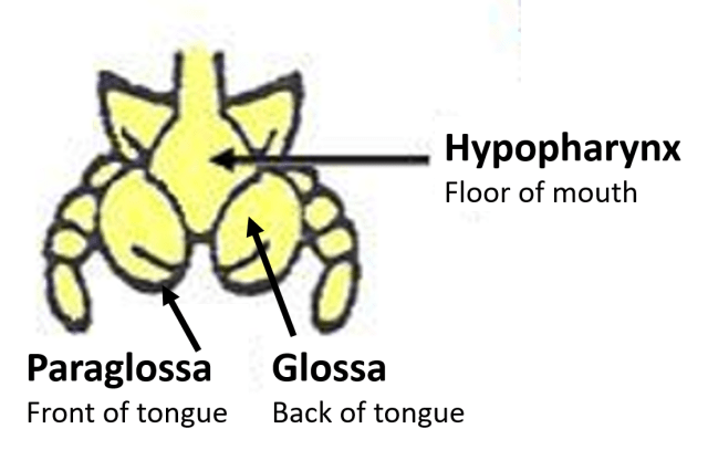 How much water can ants drink? | Ask an Entomologist