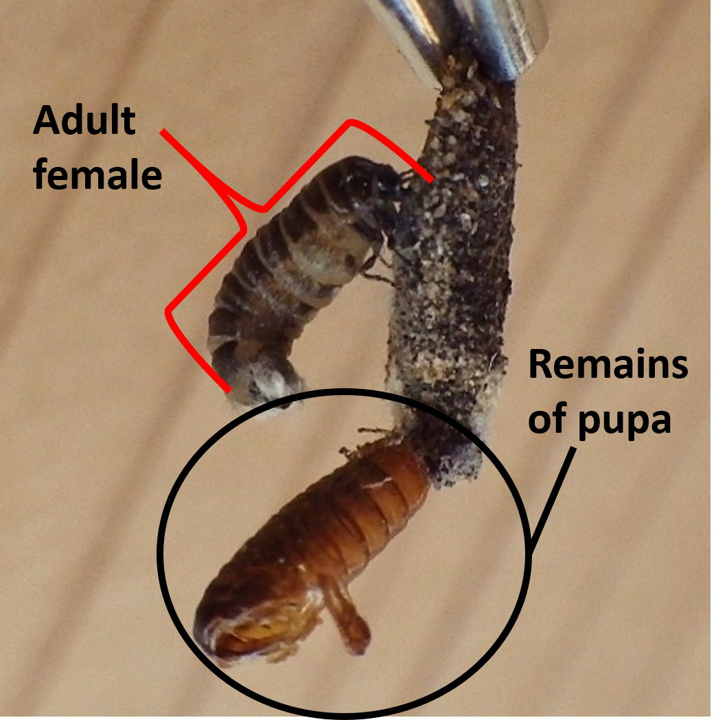 Never growing up: why are there insects which *don’t* go through ...