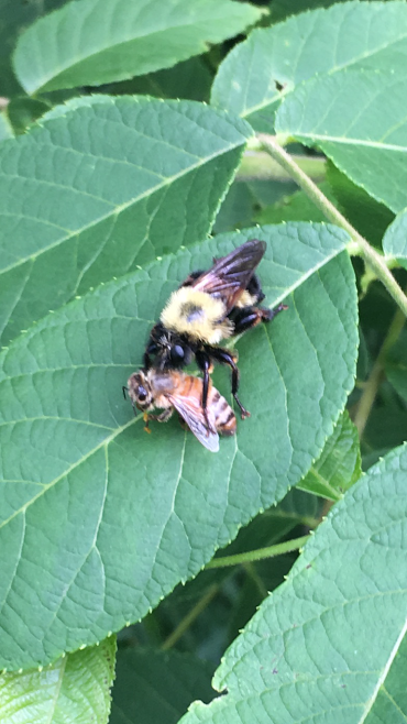 Wait…predatory bees? | Ask an Entomologist