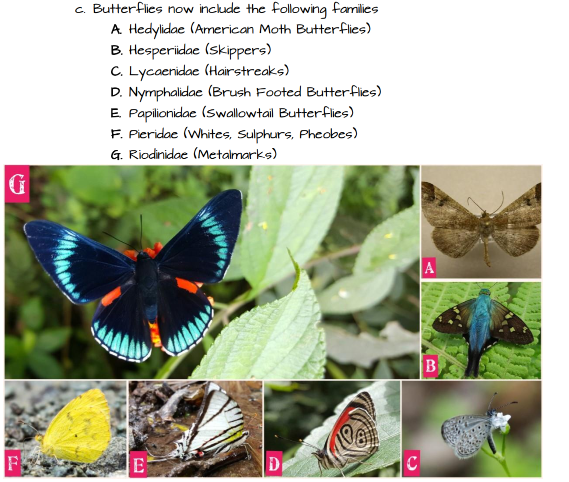 What’s the Difference Between a Butterfly and a Moth | Ask an Entomologist