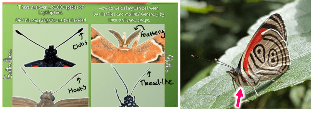 What’s the Difference Between a Butterfly and a Moth | Ask an Entomologist