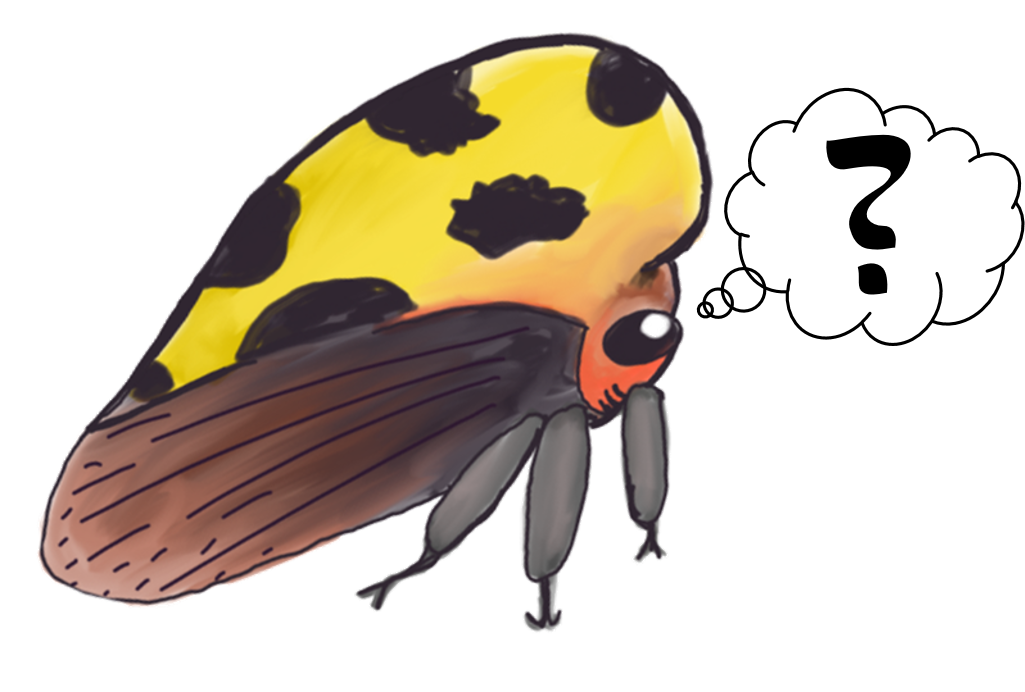 Bugs With Fuzzy Butts: What are They?! | Ask an Entomologist