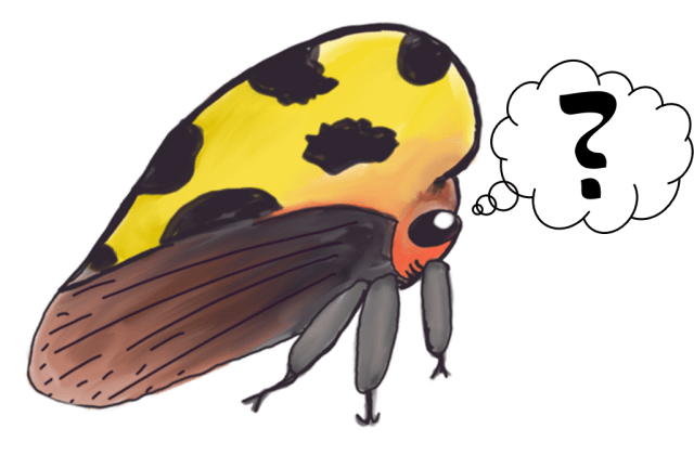 What Do Bugs Do When It Rains? | Ask an Entomologist