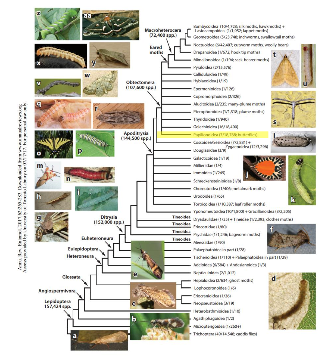 What’s the Difference Between a Butterfly and a Moth | Ask an Entomologist
