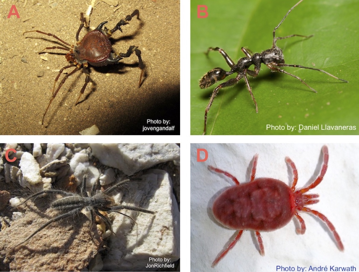 What is an Arachnid? | Ask an Entomologist