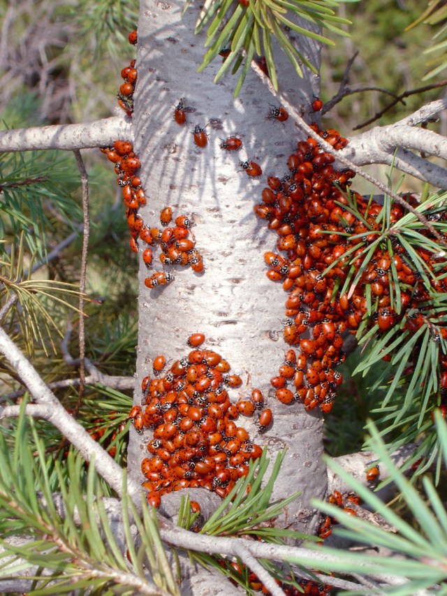 Is This Asian Lady Beetle Meme True? | Ask an Entomologist
