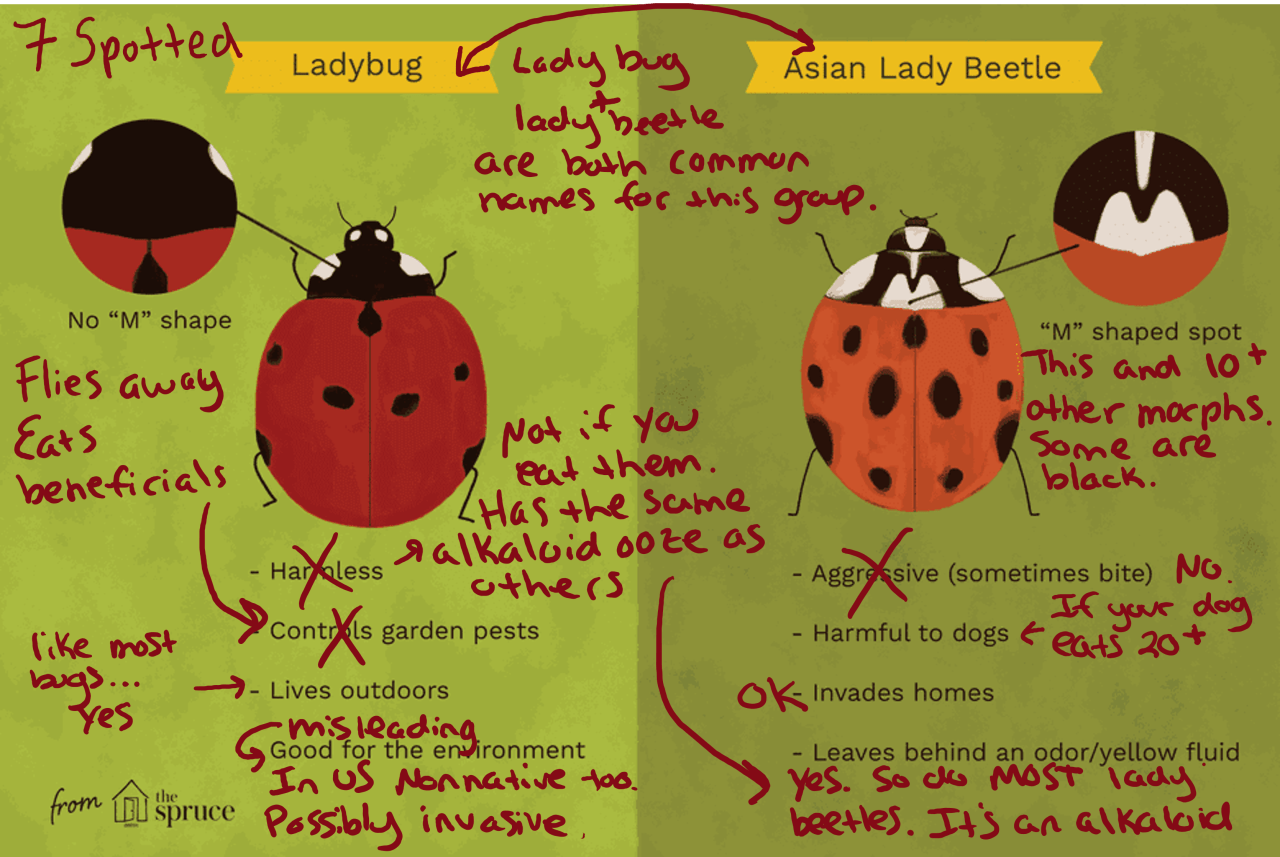 Is This Asian Lady Beetle Meme True? | Ask an Entomologist