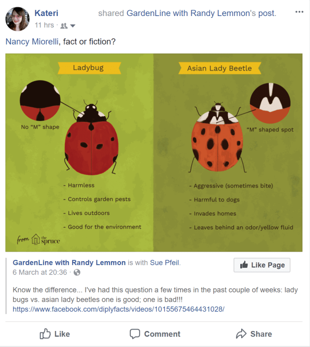 Ladybug Beetle Difference