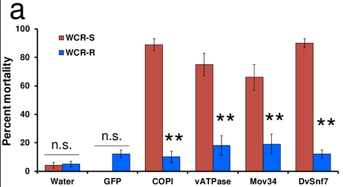 A look at resistance management in biotechnology. | Ask an Entomologist