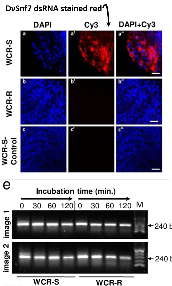 A look at resistance management in biotechnology. | Ask an Entomologist