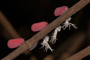 Bugs With Fuzzy Butts: What are They?! | Ask an Entomologist