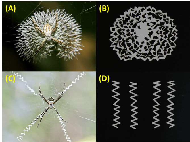 Why Do Zipper / Writing Spiders Make “Zippers? / Writings” in Their Web ...