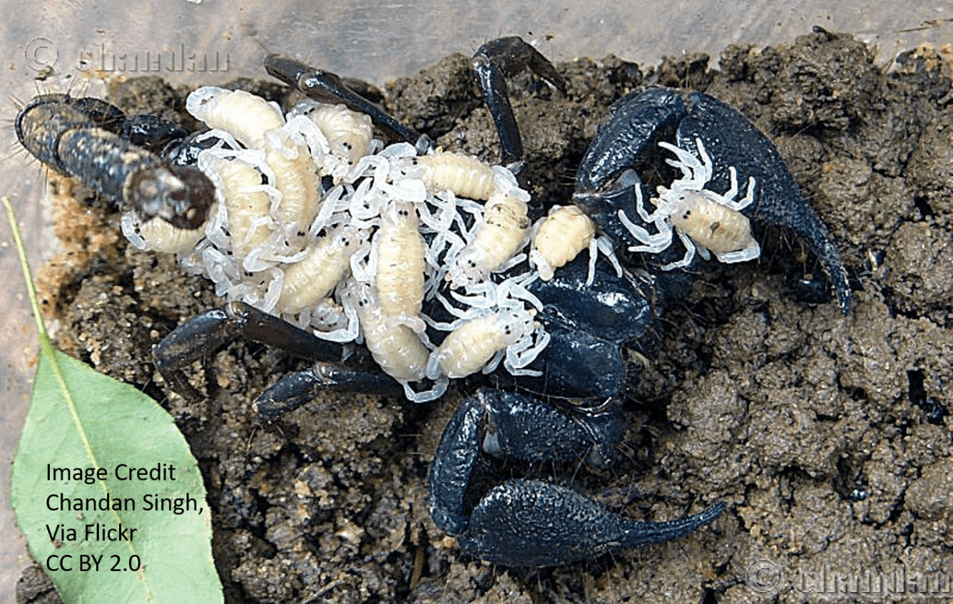 Why are baby scorpions born white? | Ask an Entomologist