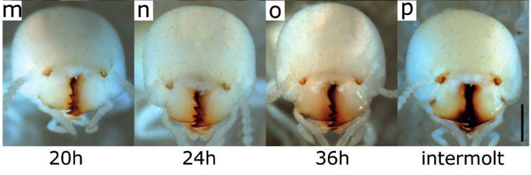 Why are baby scorpions born white? | Ask an Entomologist